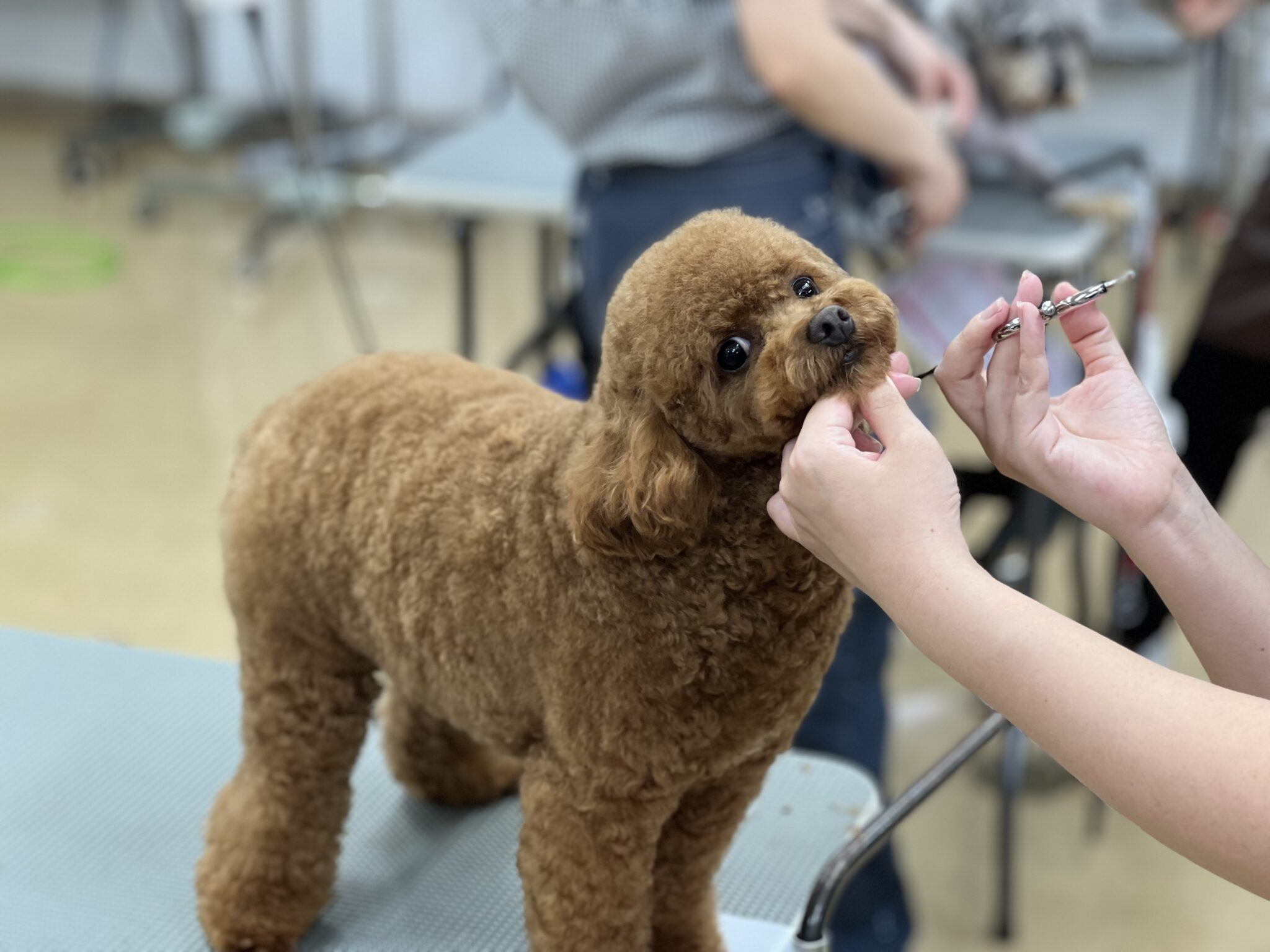 卒業後もBack to Schoolで技術を磨けます！ | KENNEL SCHOOL