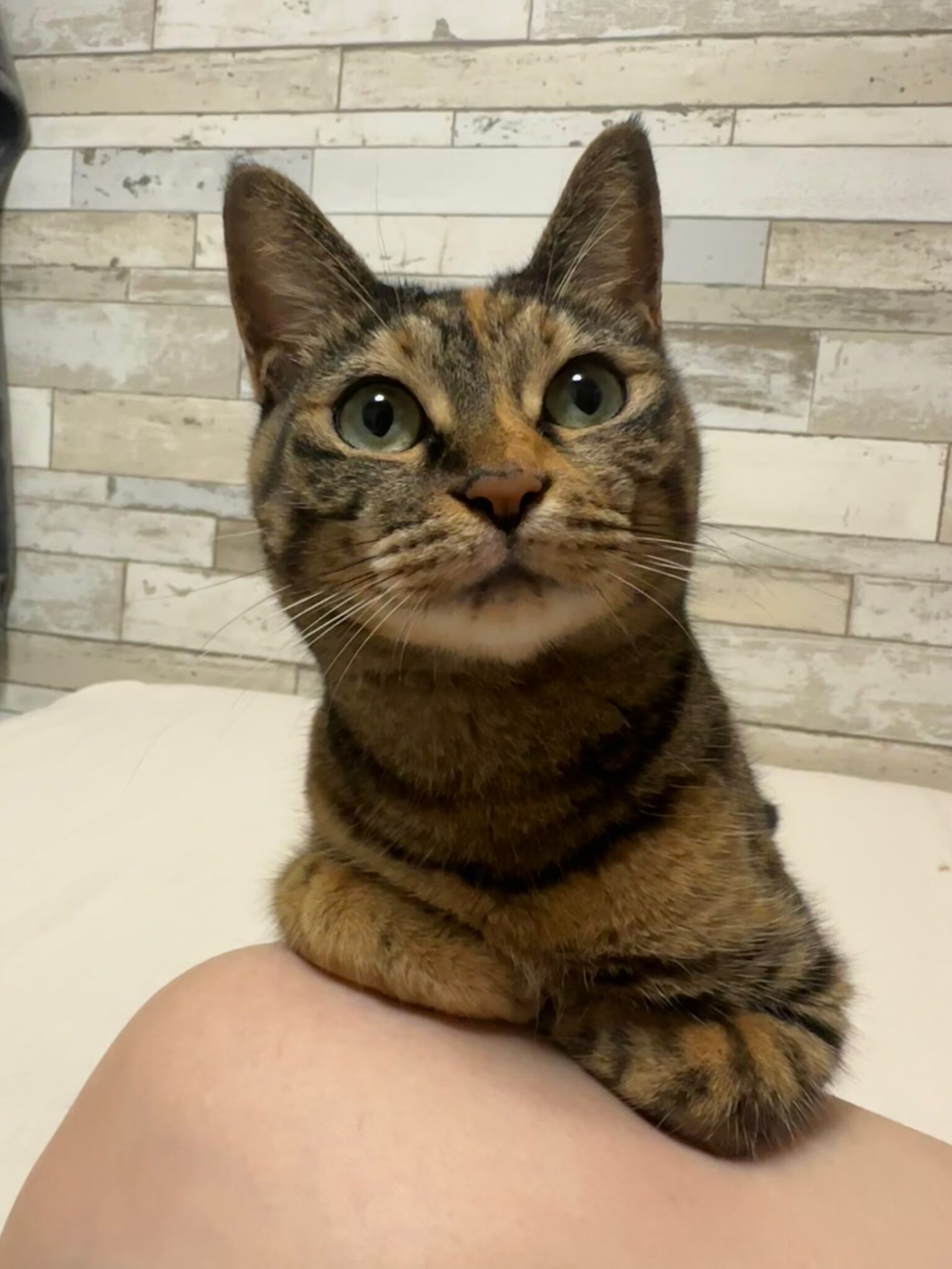 早くトリマーになりたい！ | KENNEL SCHOOL