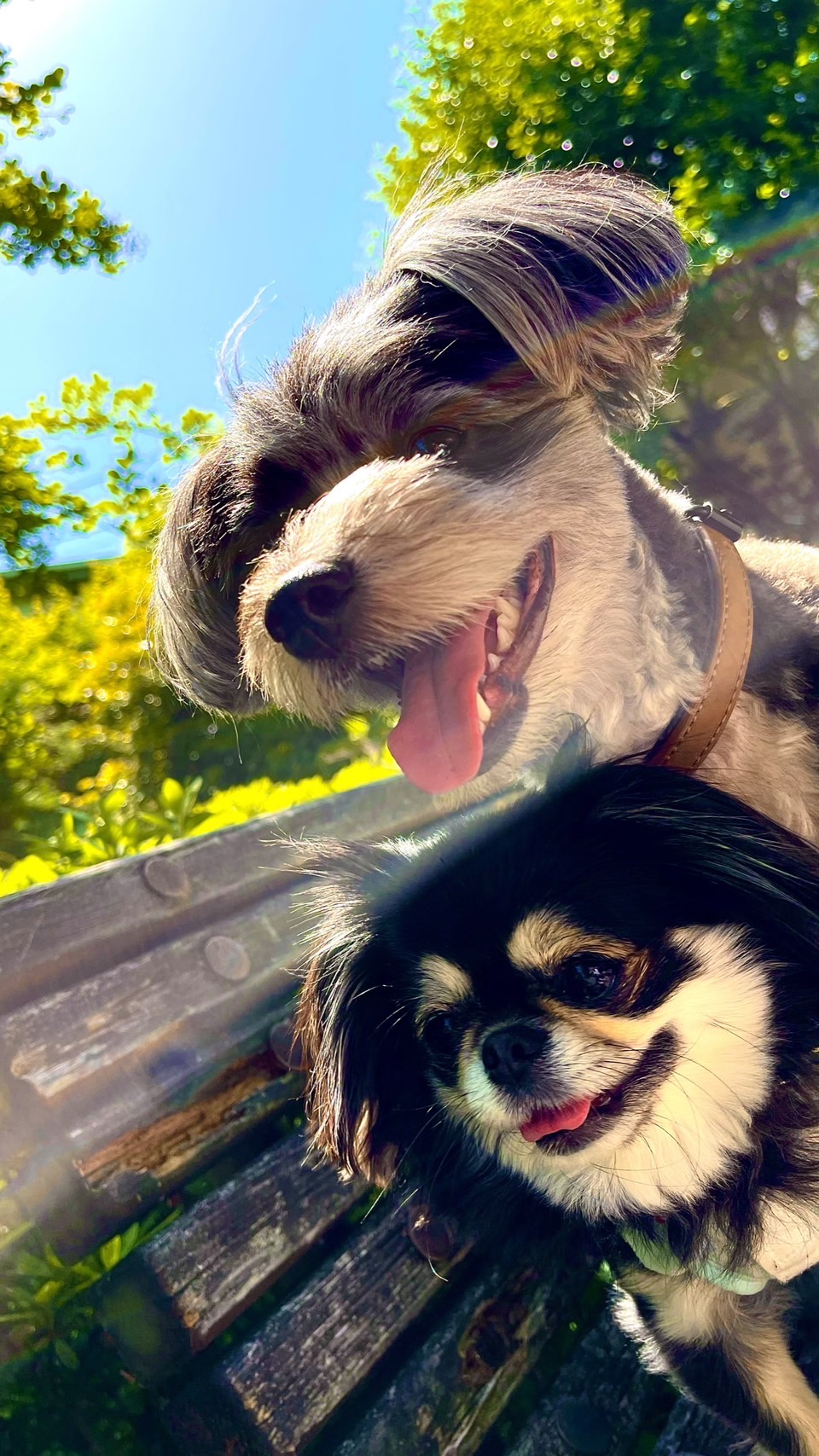 愛犬家の輪を広げたい！ | KENNEL SCHOOL