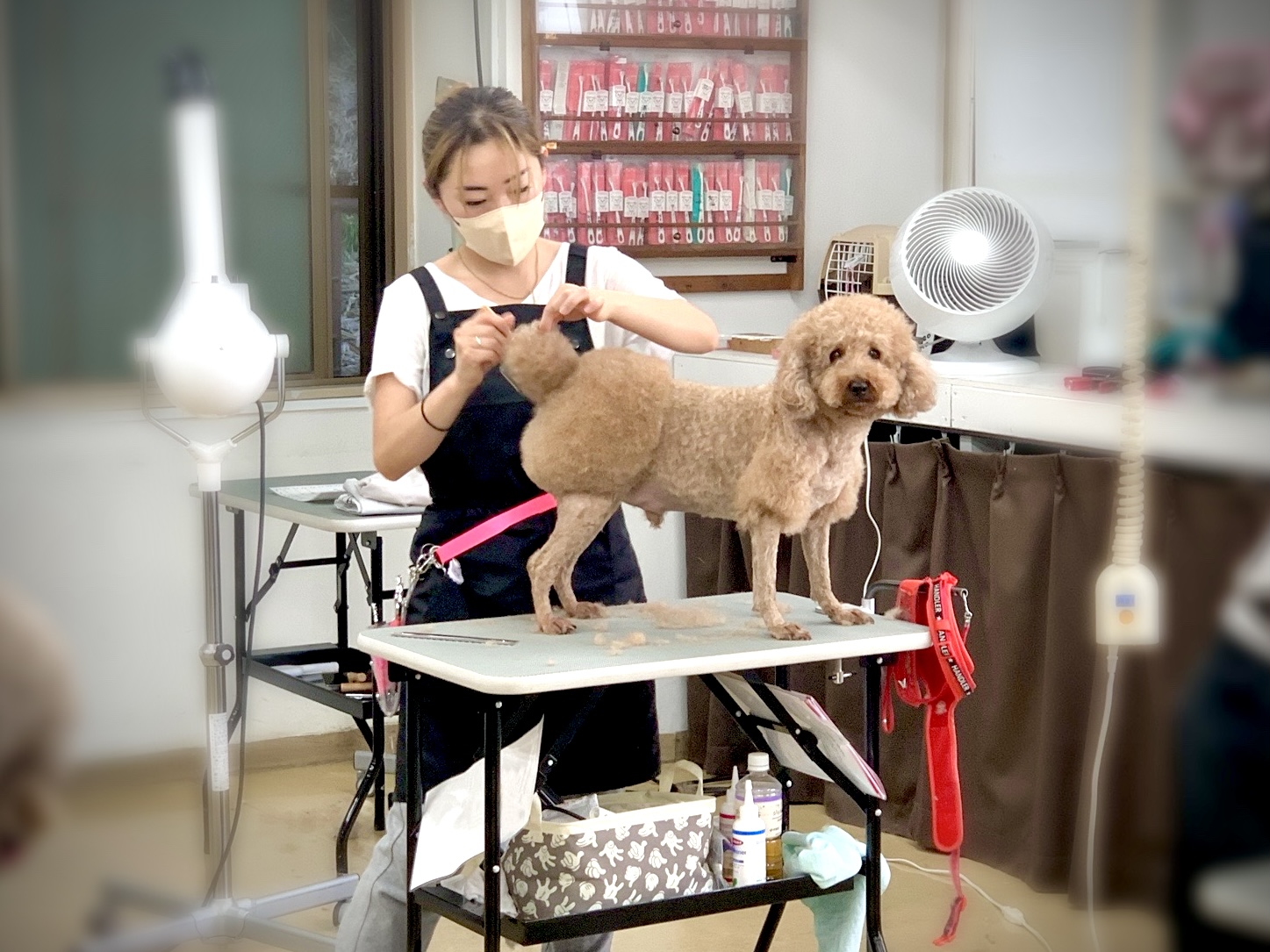 小さい頃の夢、トリマー | KENNEL SCHOOL