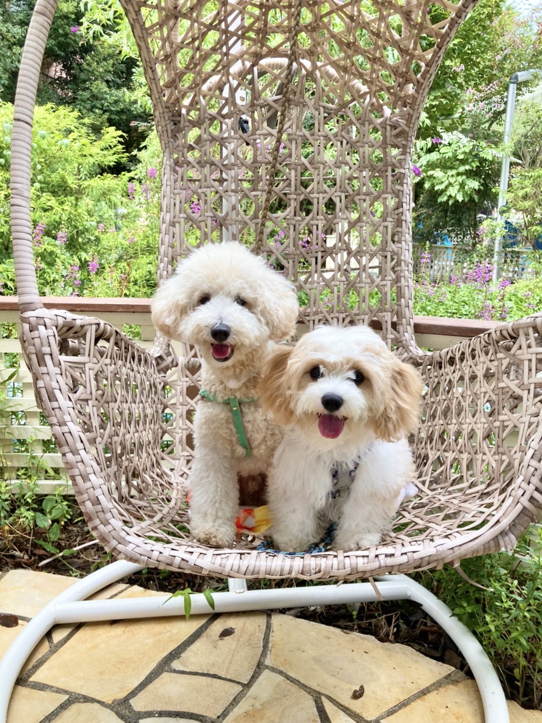 愛犬の存在のおかげでトリマーを目指す決心が出来ました！ | KENNEL SCHOOL