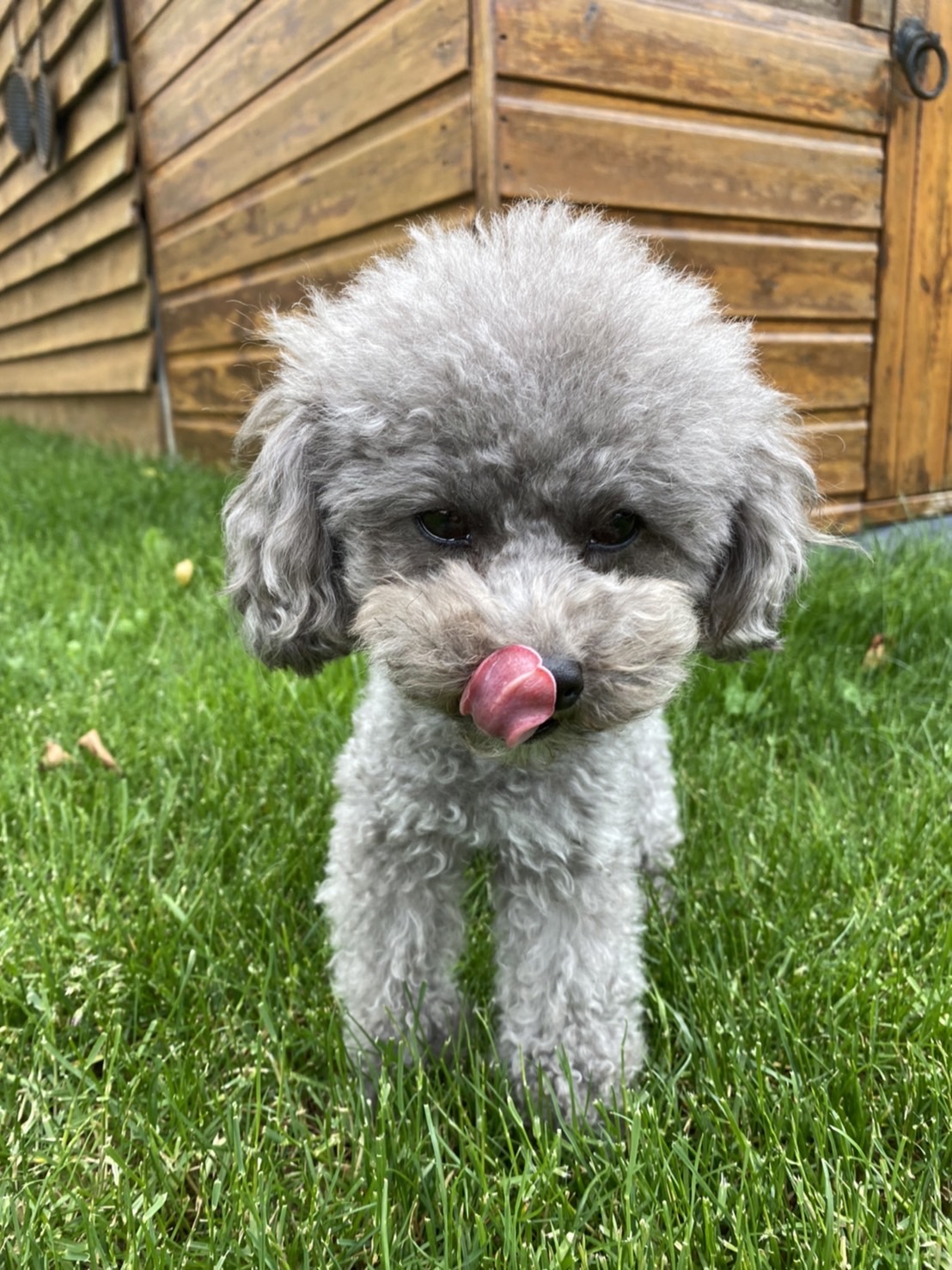 海外での開業を目指して | KENNEL SCHOOL