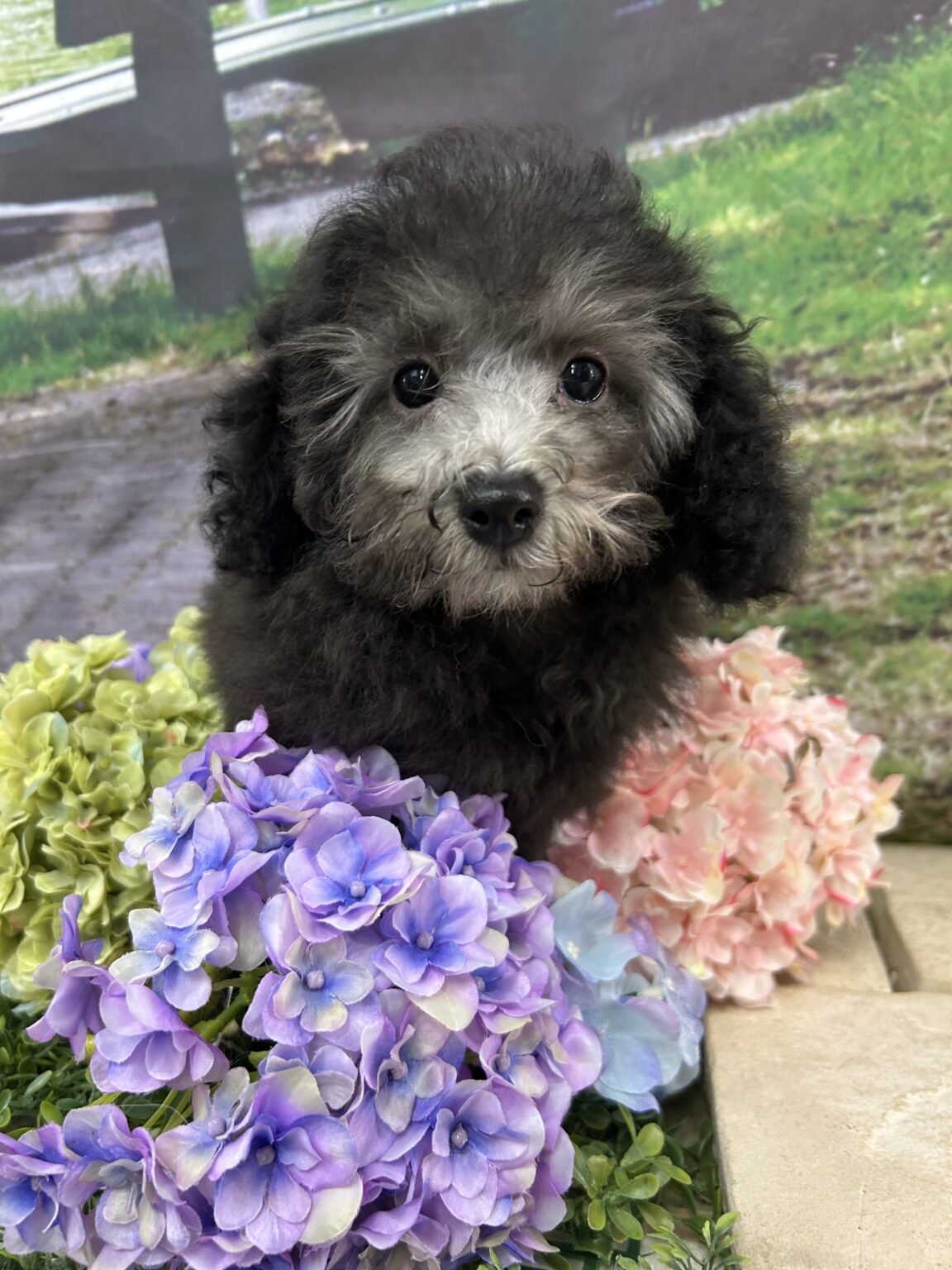 在校生のお話。 | KENNEL SCHOOL