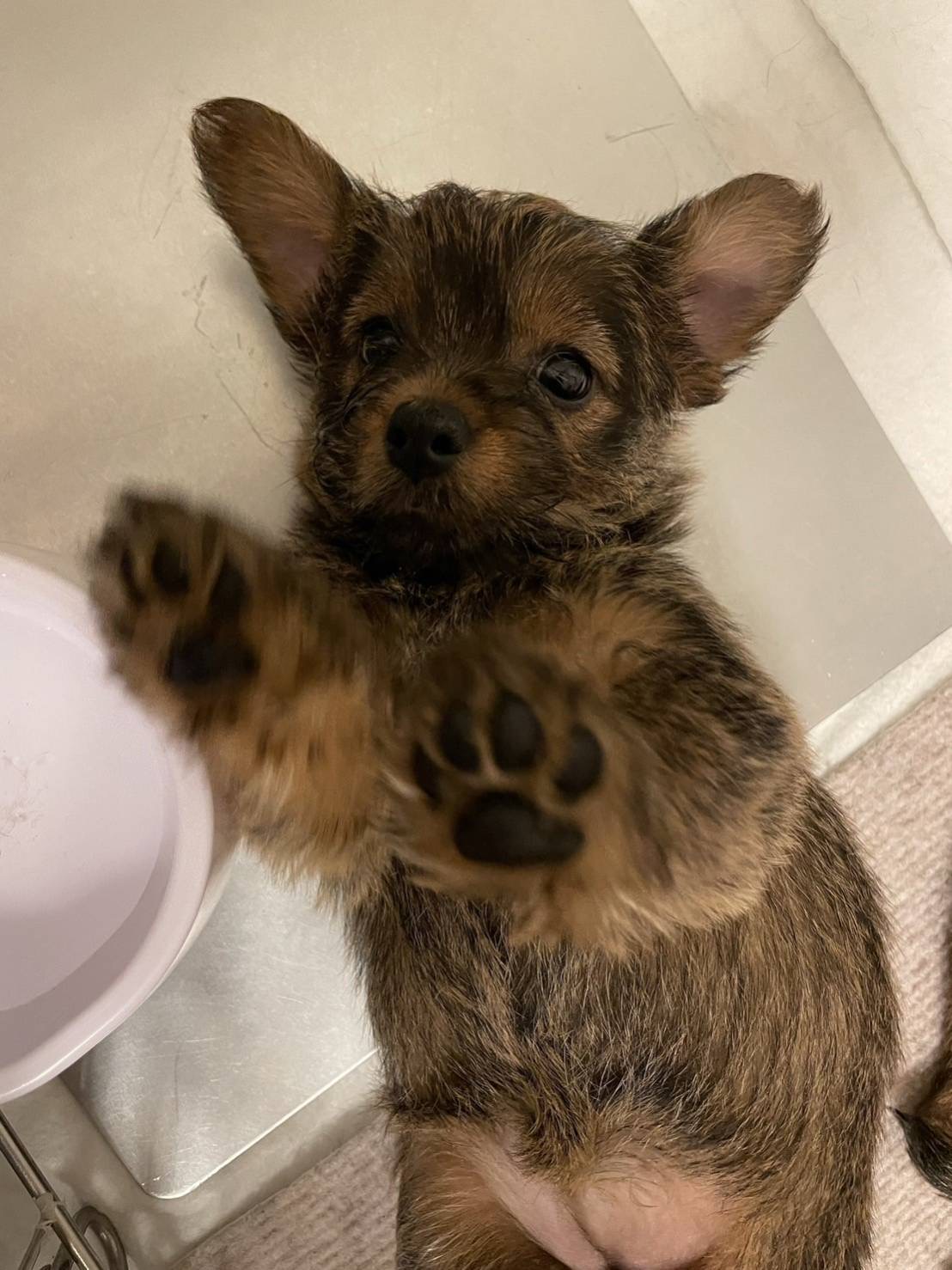 卒業後もBack to Schoolを利用してケンネルスクールでカット技術を磨いています！ | KENNEL SCHOOL